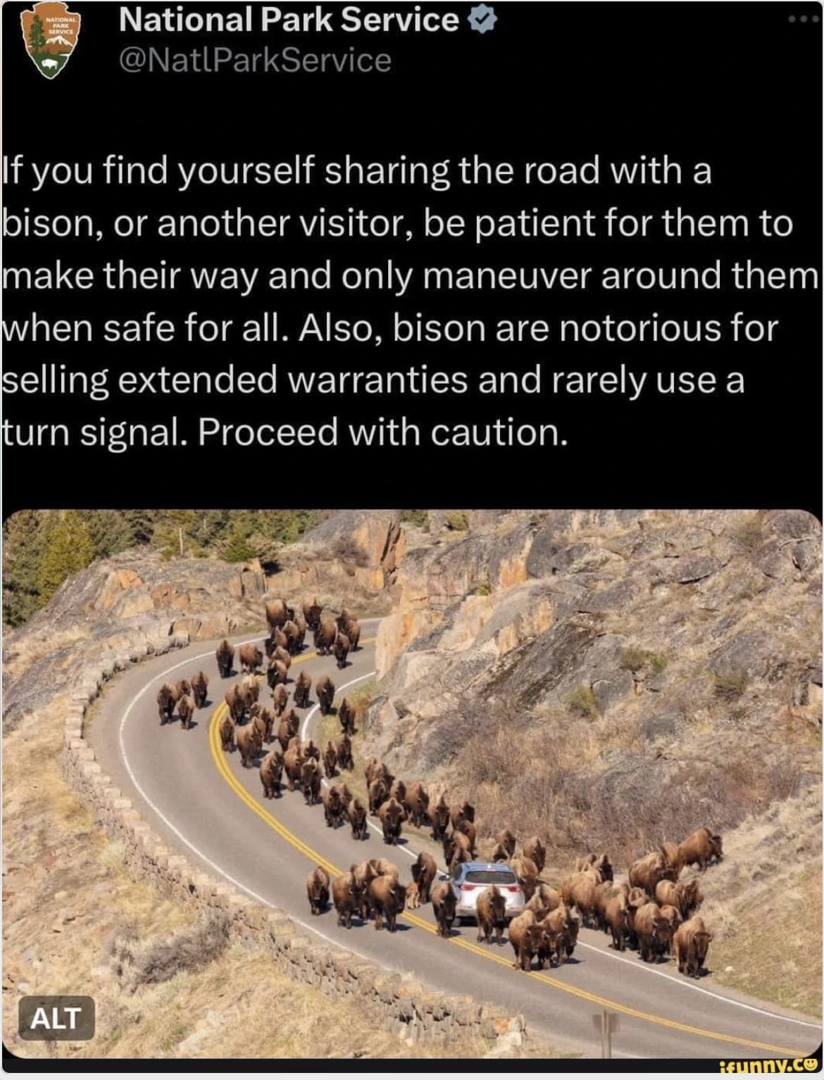 The 30 Funniest Bison Memes, Ranked