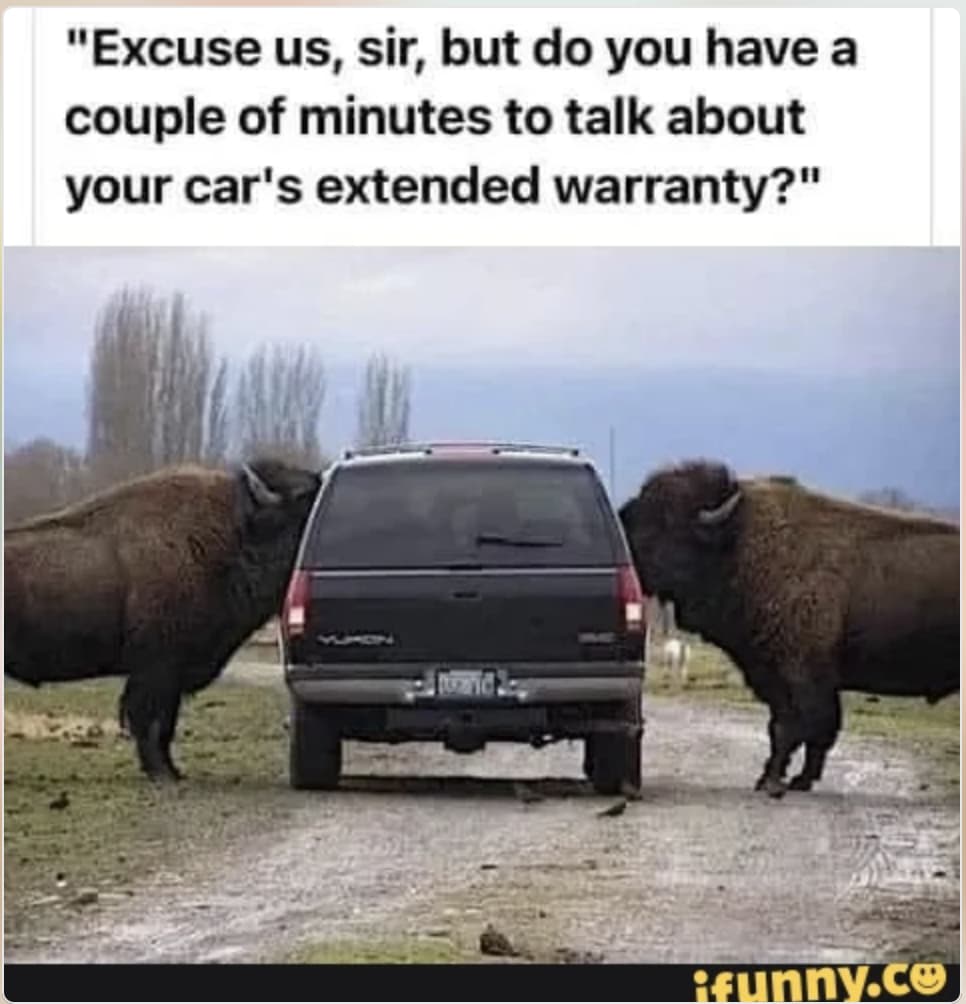 The 30 Funniest Bison Memes, Ranked