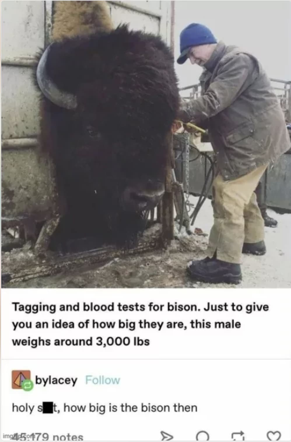 The 30 Funniest Bison Memes, Ranked