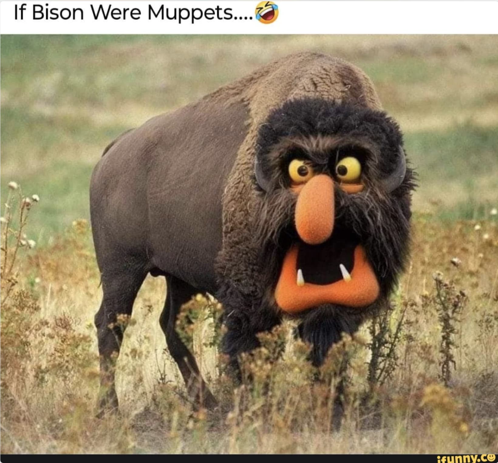 The 30 Funniest Bison Memes, Ranked