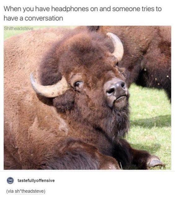 The 30 Funniest Bison Memes, Ranked