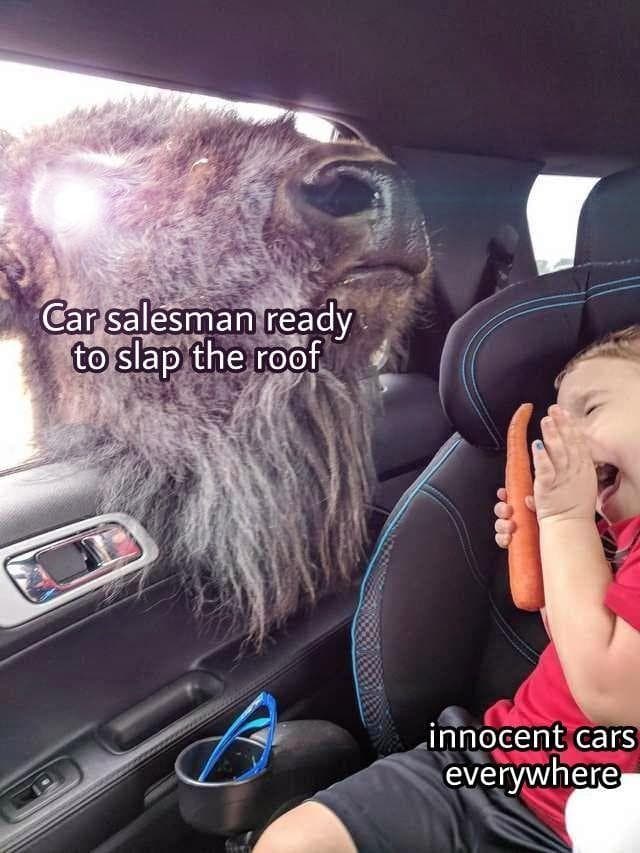 The 30 Funniest Bison Memes, Ranked