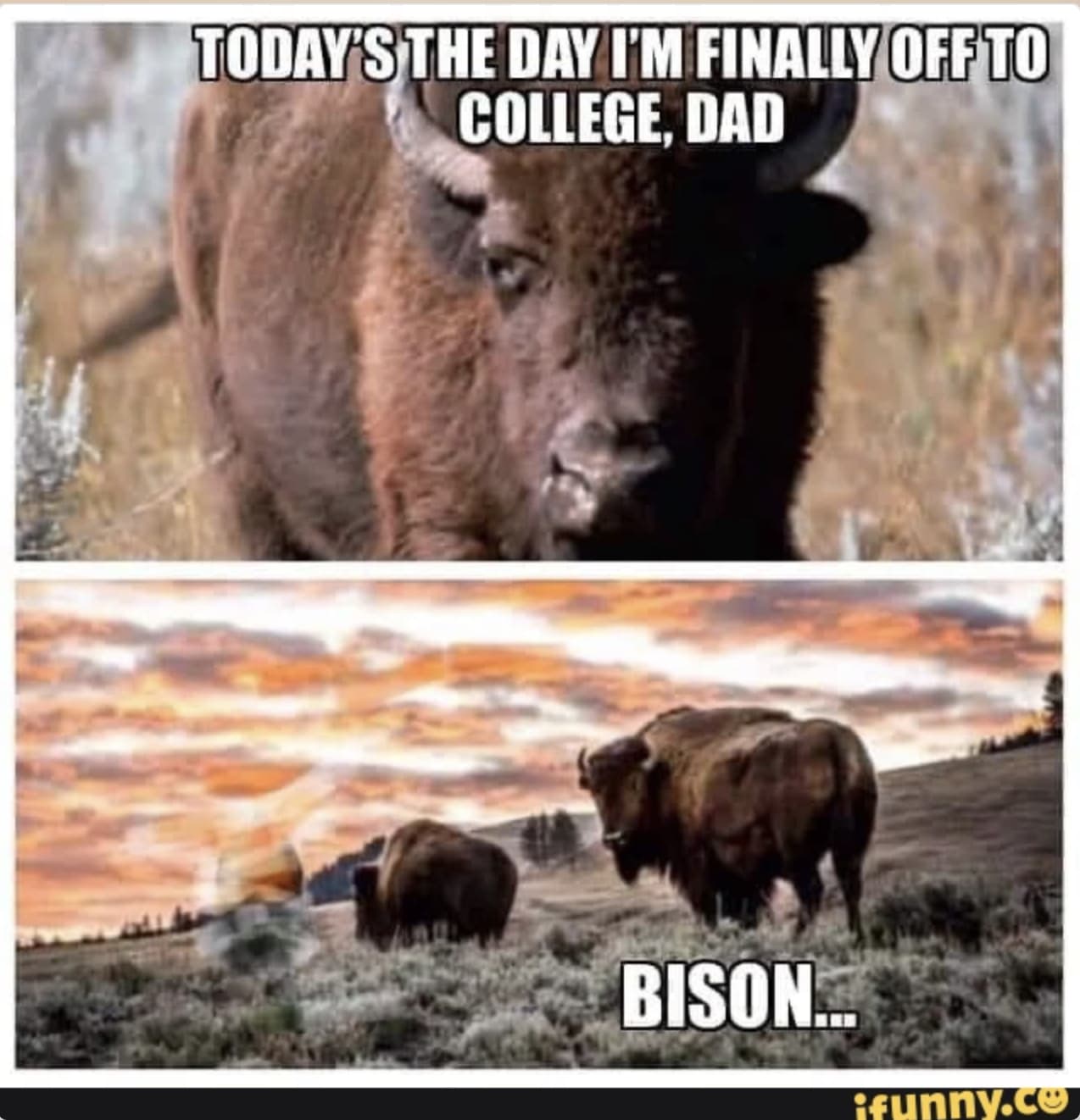 The 30 Funniest Bison Memes, Ranked