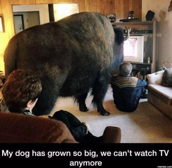 The 30 Funniest Bison Memes, Ranked