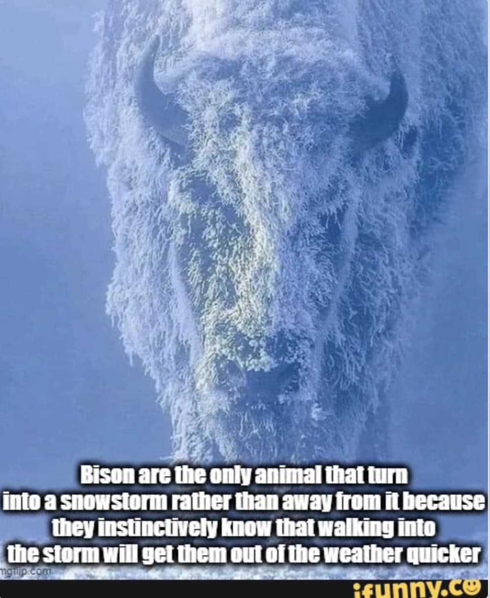 The 30 Funniest Bison Memes, Ranked