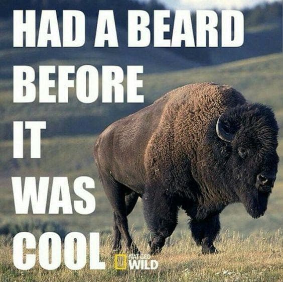 The 30 Funniest Bison Memes, Ranked