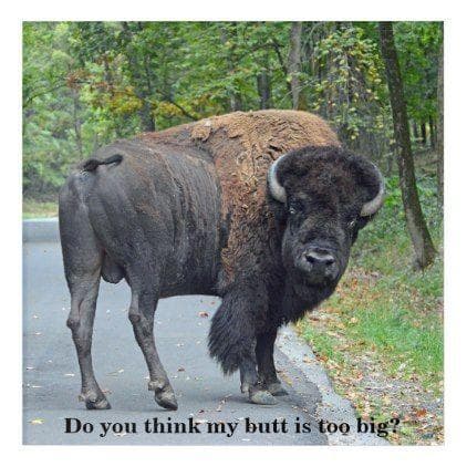 The 30 Funniest Bison Memes, Ranked