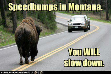 The 30 Funniest Bison Memes, Ranked