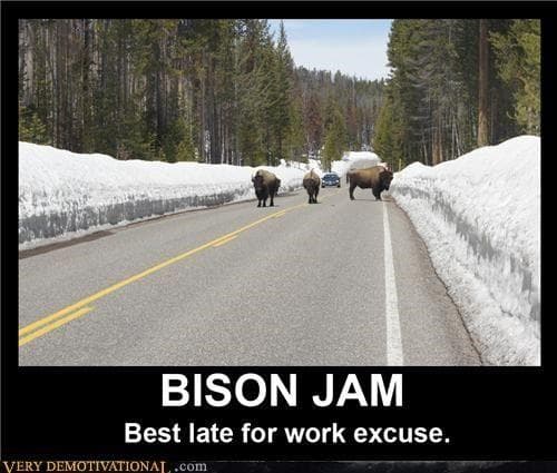 The 30 Funniest Bison Memes, Ranked