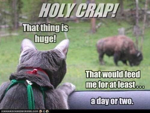 The 30 Funniest Bison Memes, Ranked