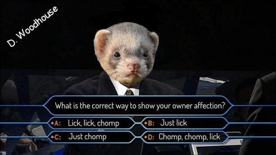 The 29 Funniest Ferret Memes, Ranked