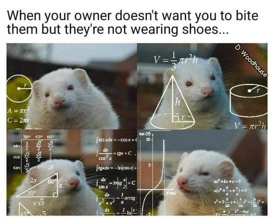 The 29 Funniest Ferret Memes, Ranked