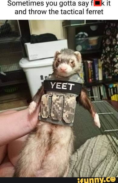 The 29 Funniest Ferret Memes, Ranked