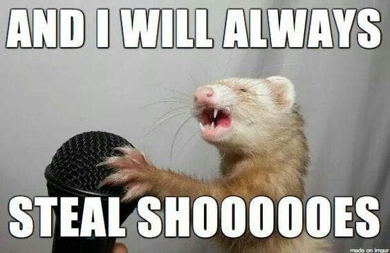 The 29 Funniest Ferret Memes, Ranked