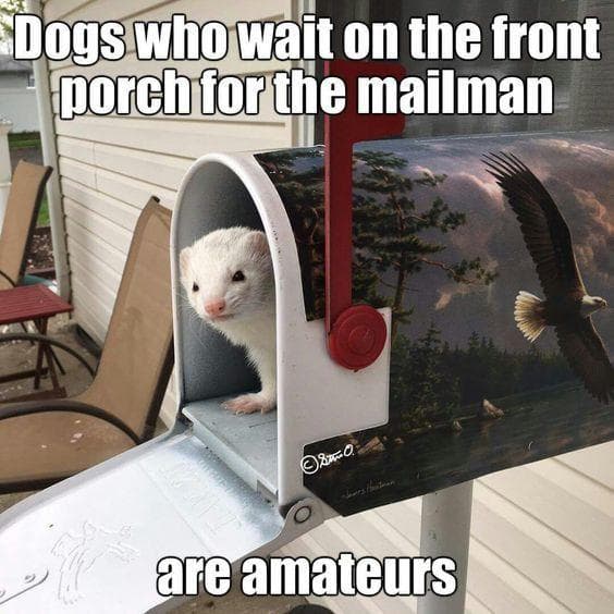 The 29 Funniest Ferret Memes, Ranked