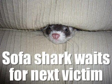 The 29 Funniest Ferret Memes, Ranked