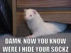 The 29 Funniest Ferret Memes, Ranked