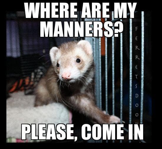 The 29 Funniest Ferret Memes, Ranked