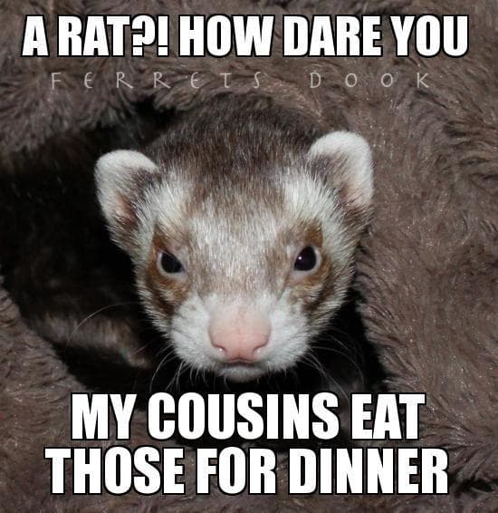 The 29 Funniest Ferret Memes, Ranked