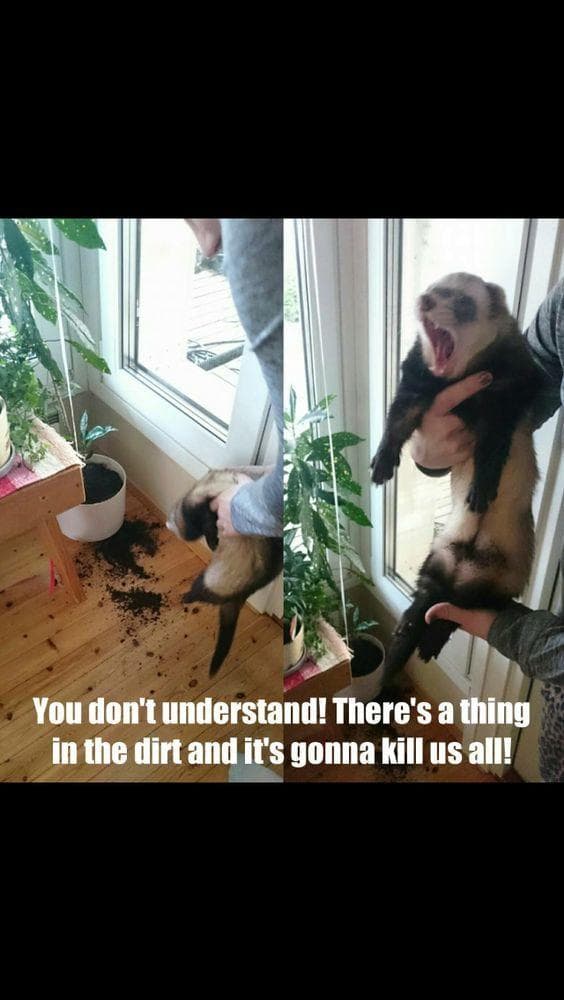 The 29 Funniest Ferret Memes, Ranked