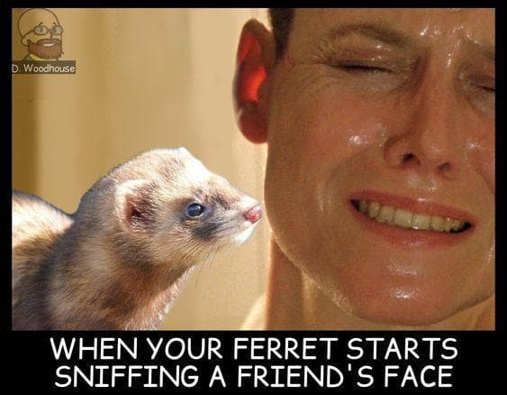 The 29 Funniest Ferret Memes, Ranked