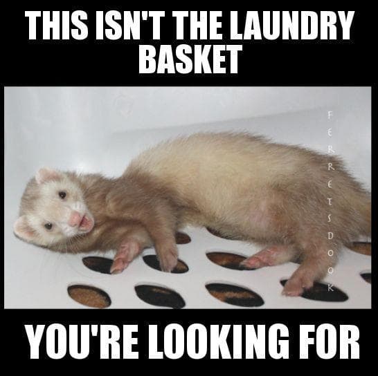 The 29 Funniest Ferret Memes, Ranked