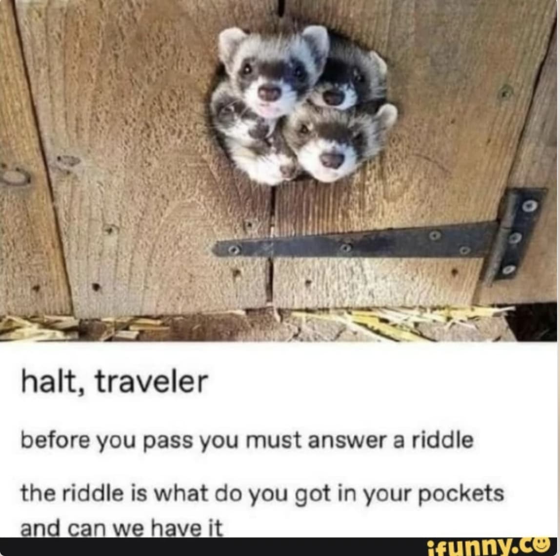 The 29 Funniest Ferret Memes, Ranked