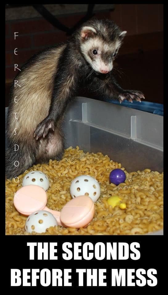 The 29 Funniest Ferret Memes, Ranked