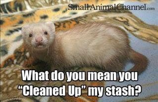 The 29 Funniest Ferret Memes, Ranked