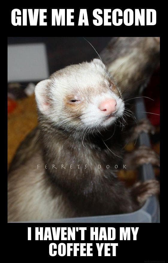 The 29 Funniest Ferret Memes, Ranked