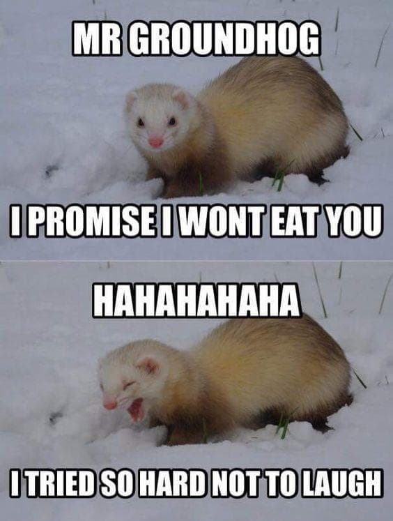 The 29 Funniest Ferret Memes, Ranked