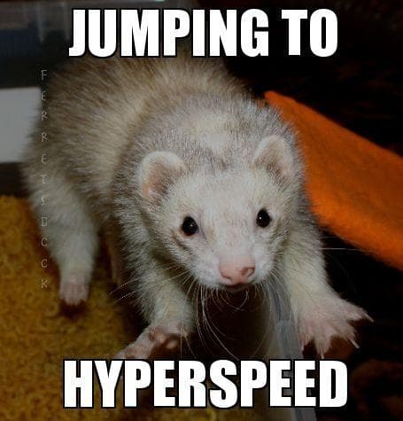 The 29 Funniest Ferret Memes, Ranked