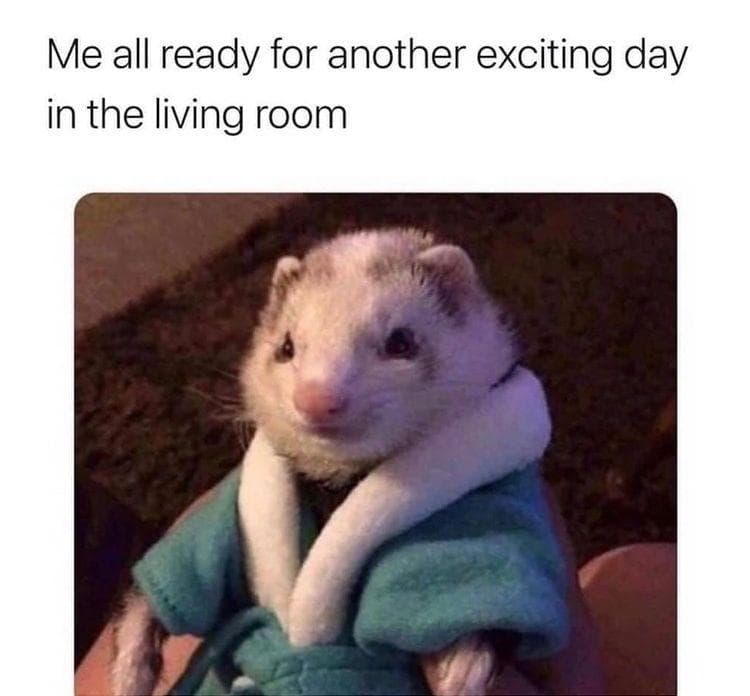 The 29 Funniest Ferret Memes, Ranked
