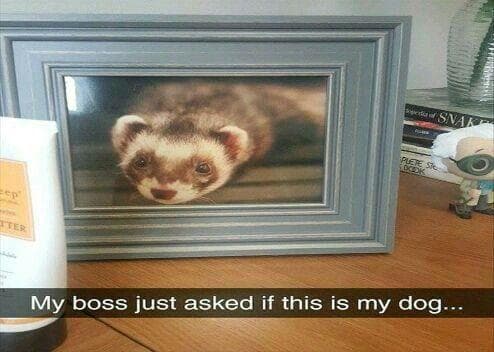 The 29 Funniest Ferret Memes, Ranked