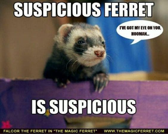 The 29 Funniest Ferret Memes, Ranked