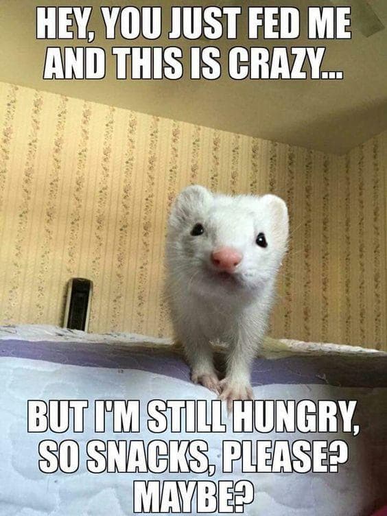 The 29 Funniest Ferret Memes, Ranked