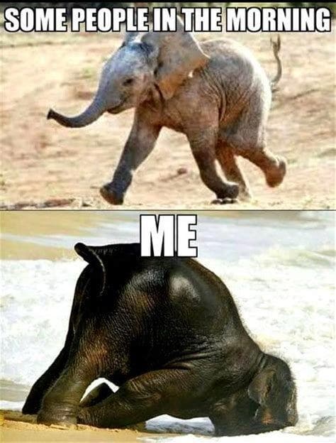 The 28 Funniest Elephant Memes, Ranked