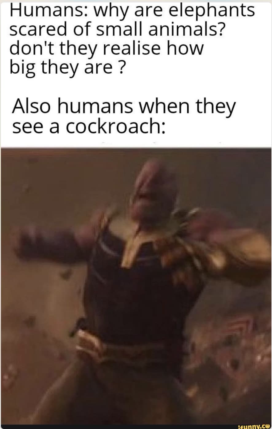 The 28 Funniest Elephant Memes, Ranked