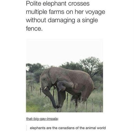 The 28 Funniest Elephant Memes, Ranked