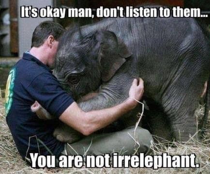 The 28 Funniest Elephant Memes, Ranked