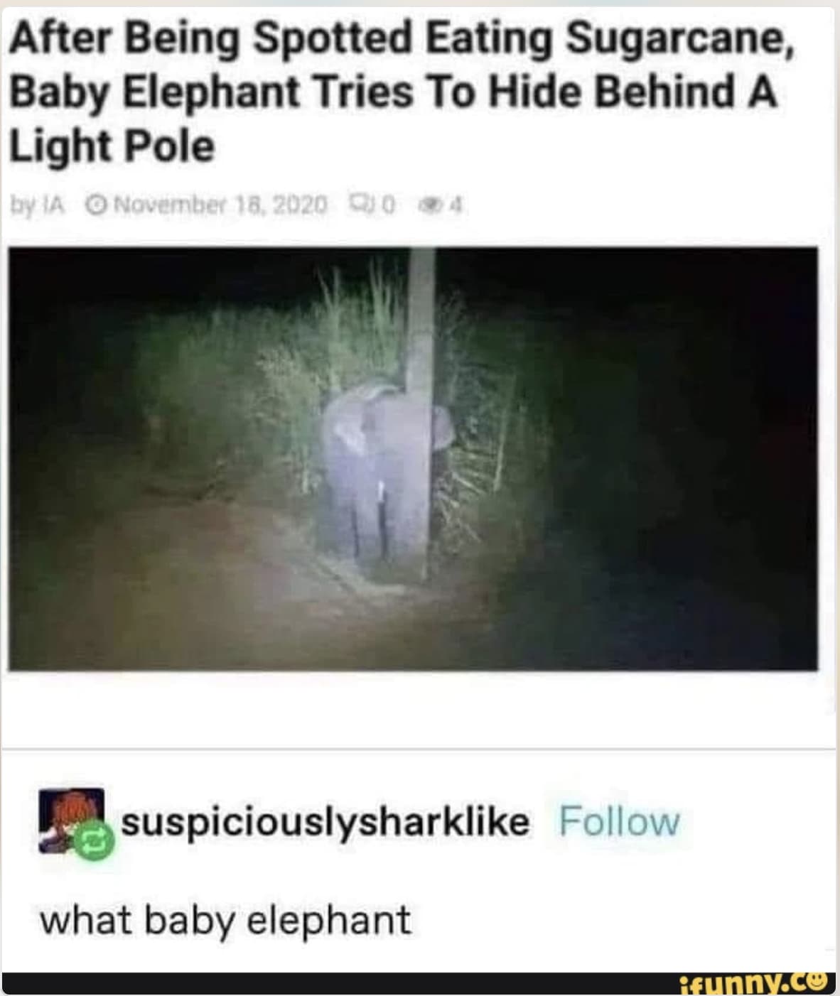 The 28 Funniest Elephant Memes, Ranked