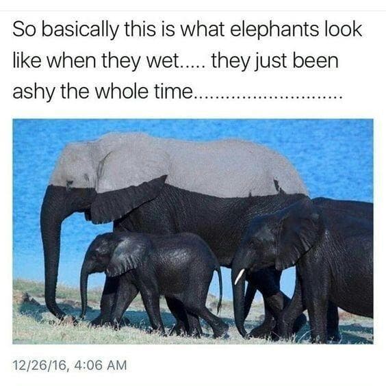 The 28 Funniest Elephant Memes, Ranked