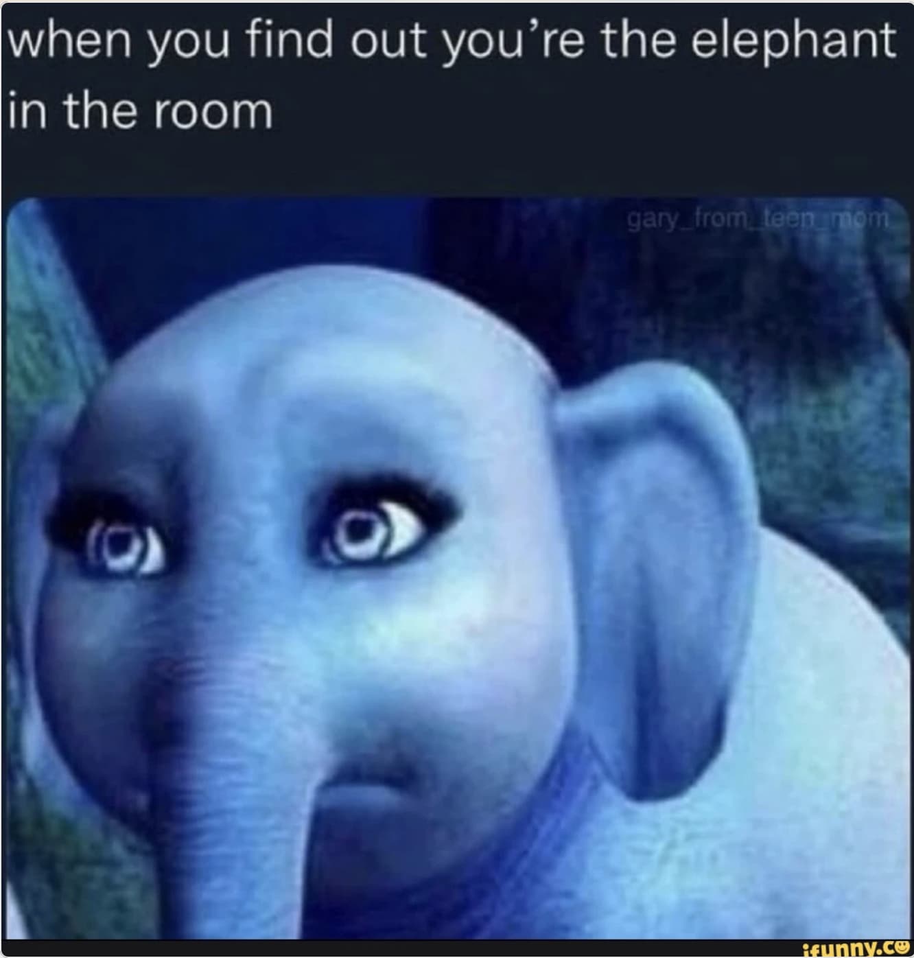 The 28 Funniest Elephant Memes, Ranked