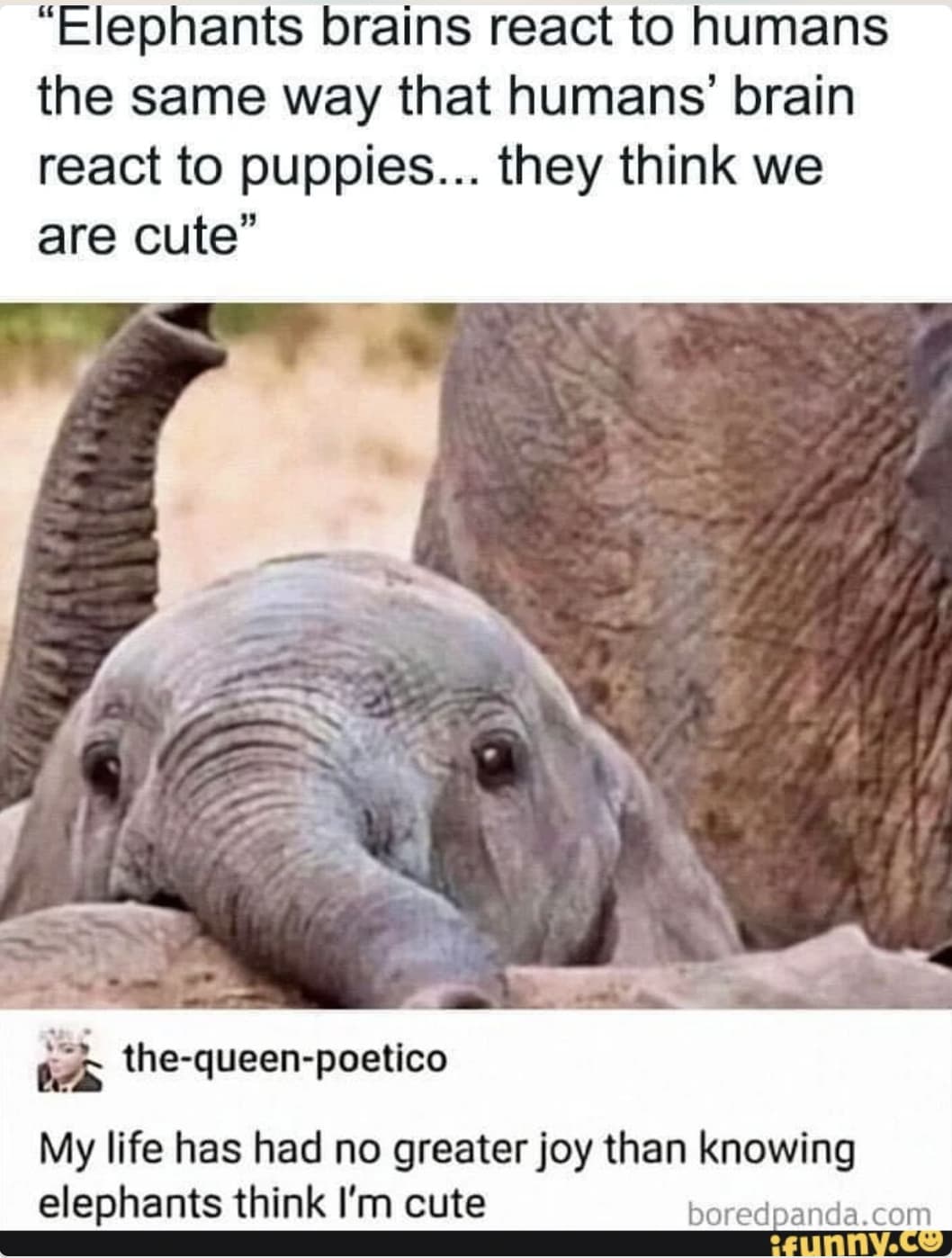 The 28 Funniest Elephant Memes, Ranked