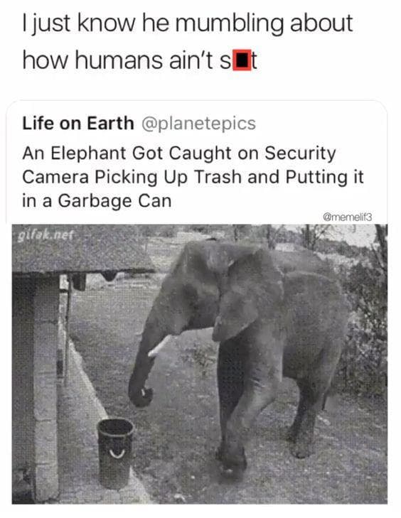 The 28 Funniest Elephant Memes, Ranked