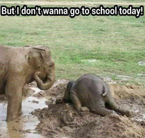 The 28 Funniest Elephant Memes, Ranked