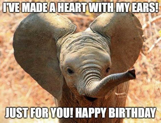 The 28 Funniest Elephant Memes, Ranked