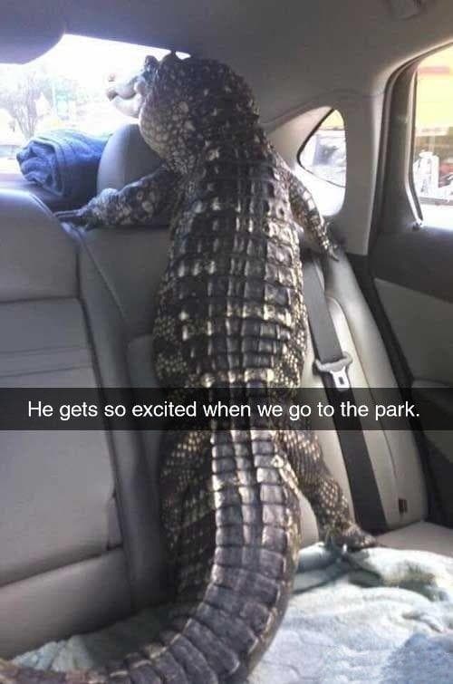 The 30 Funniest Crocodile Memes, Ranked