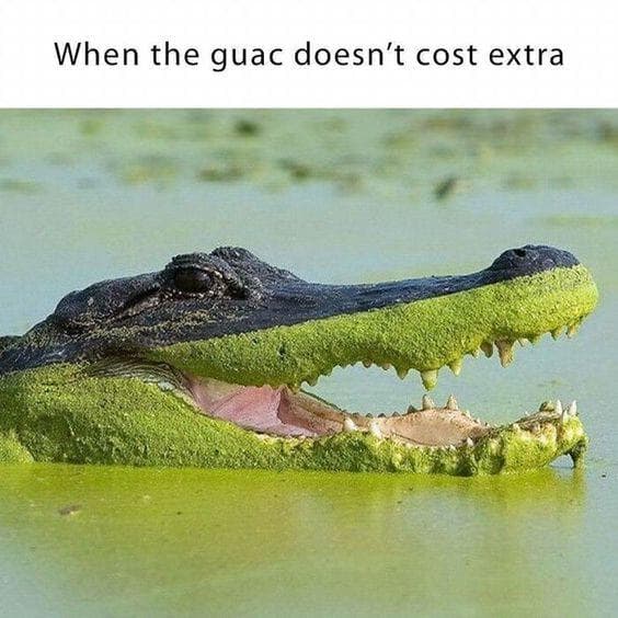 The 30 Funniest Crocodile Memes, Ranked
