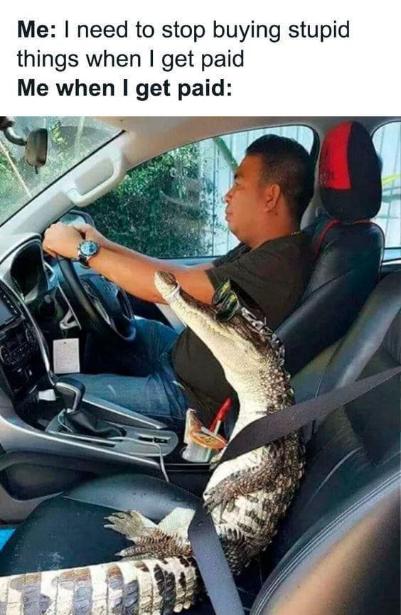 The 30 Funniest Crocodile Memes, Ranked